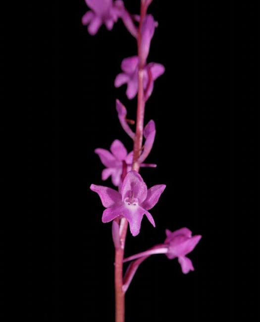 Southern California Orchid Species Society