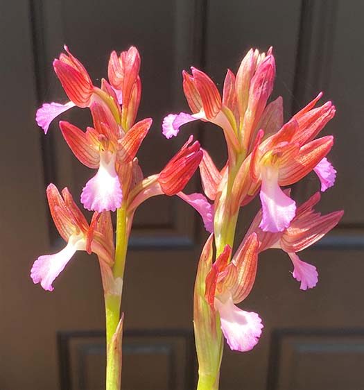 Southern California Orchid Species Society