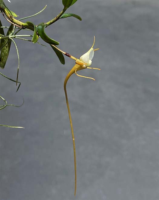 Southern California Orchid Species Society