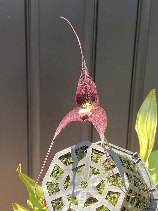 Southern California Orchid Species Society