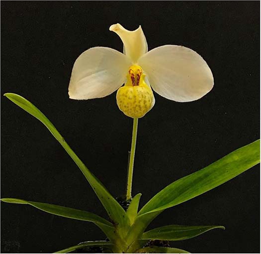 Southern California Orchid Species Society