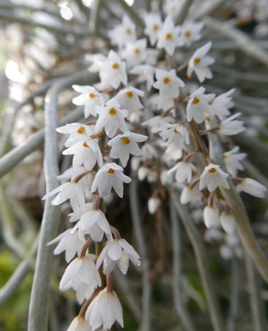 Southern California Orchid Species Society