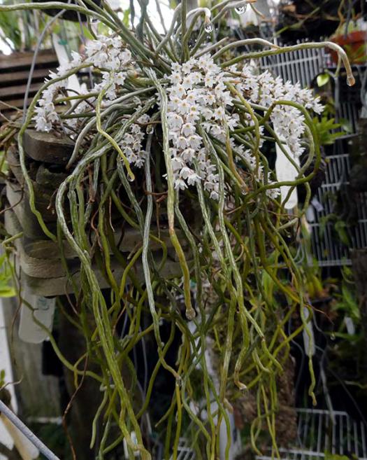 Southern California Orchid Species Society