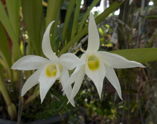 Southern California Orchid Species Society