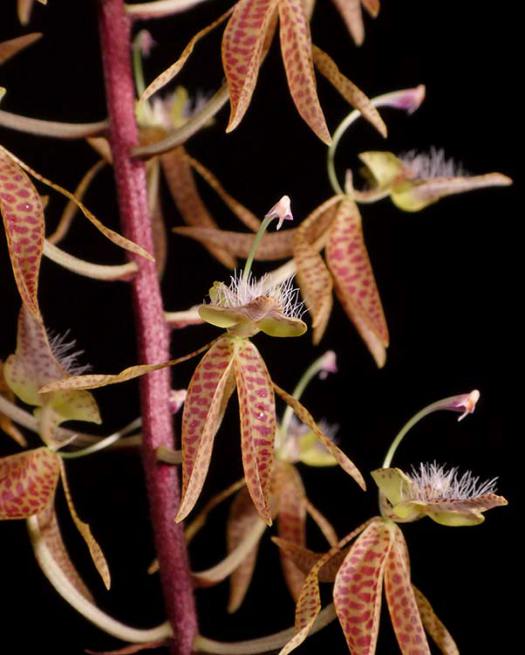 Southern California Orchid Species Society