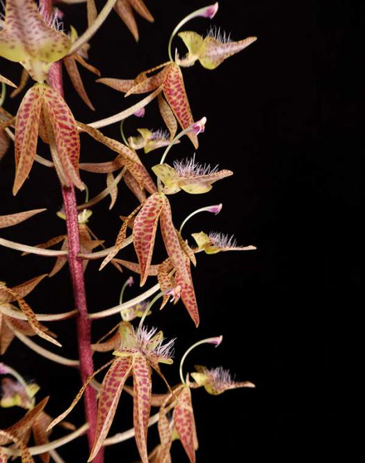 Southern California Orchid Species Society