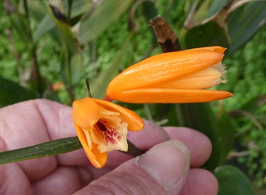 Southern California Orchid Species Society