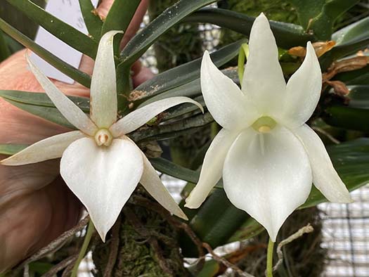 Southern California Orchid Species Society