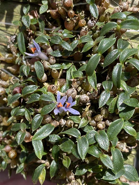 Southern California Orchid Species Society