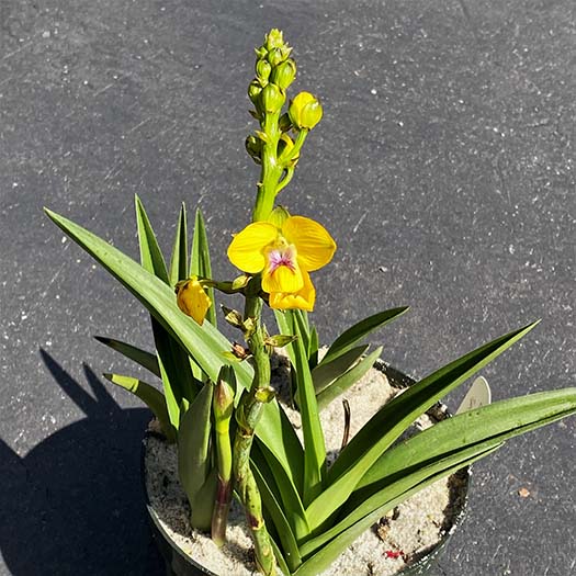 Southern California Orchid Species Society