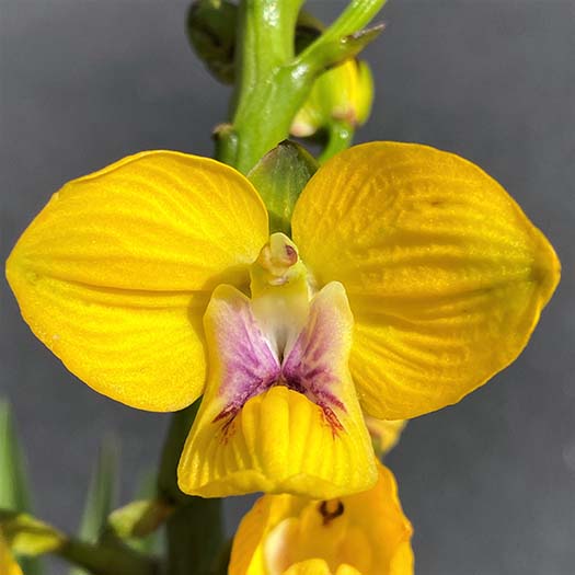 Southern California Orchid Species Society