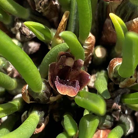 Southern California Orchid Species Society