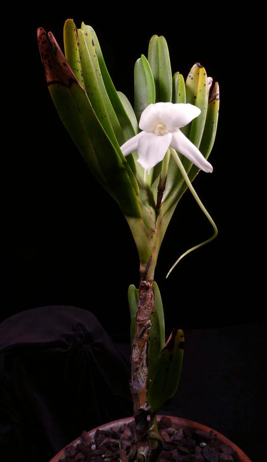 Southern California Orchid Species Society 08-2021