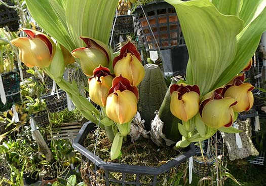 Southern California Orchid Species Society 08-2021