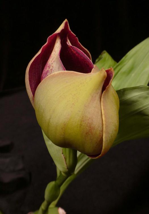 Southern California Orchid Species Society 08-2021