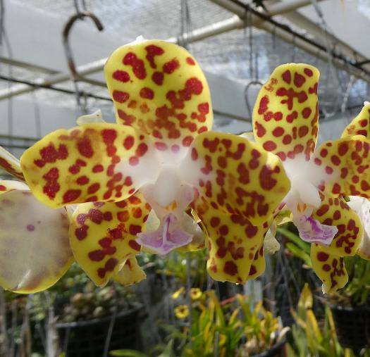 Southern California Orchid Species Society 08-2021