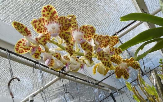 Southern California Orchid Species Society 08-2021