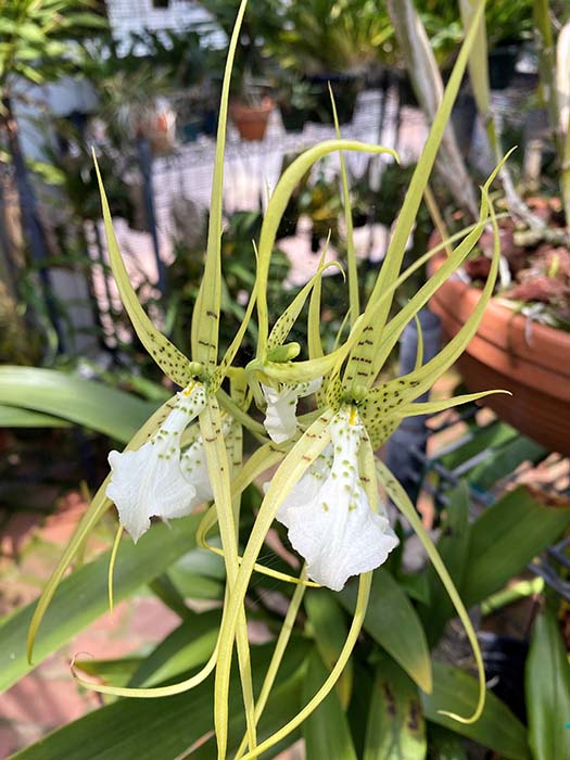 Southern California Orchid Species Society 08-2021