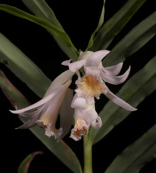 Southern California Orchid Species Society
