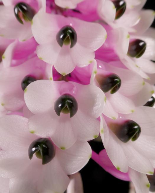 Southern California Orchid Species Society21-2021