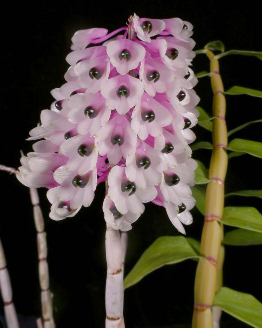 Southern California Orchid Species Society21-2021