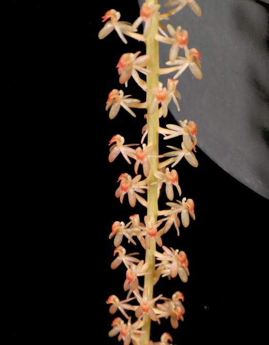 Southern California Orchid Species Society21-2021