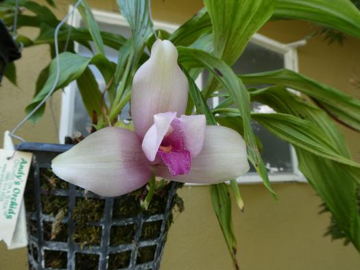 Southern California Orchid Species Society21-2021