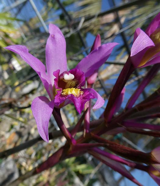 Southern California Orchid Species Society21-2021