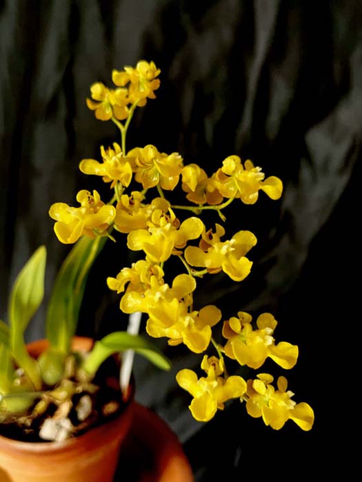 Southern California Orchid Species Society3-2022