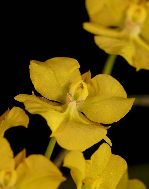 Southern California Orchid Species Society3-2022