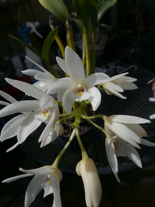 Southern California Orchid Species Society