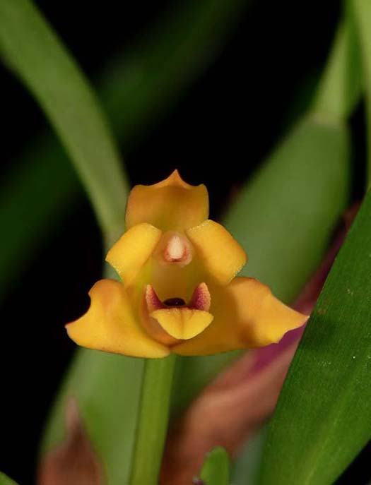 Southern California Orchid Species Society