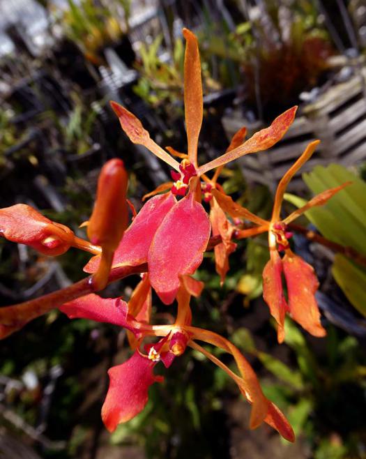Southern California Orchid Species Society
