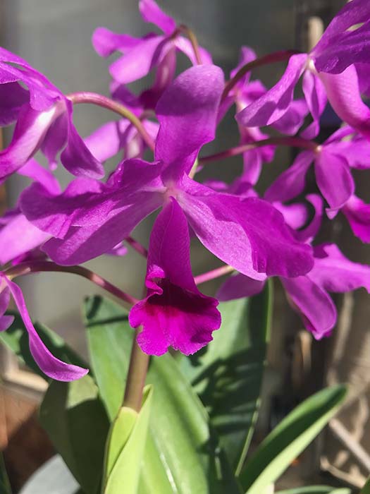 Southern California Orchid Species Society