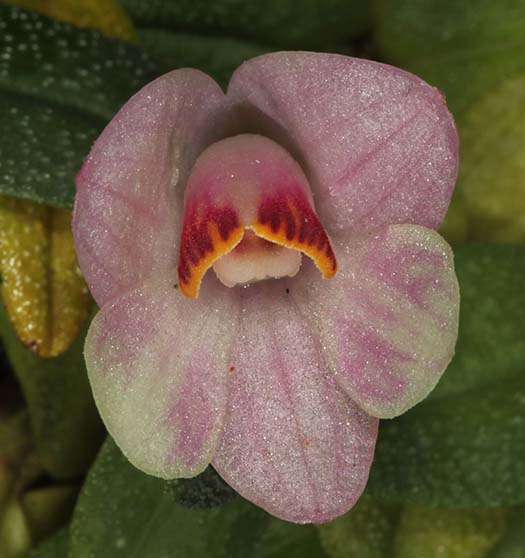Southern California Orchid Species Society