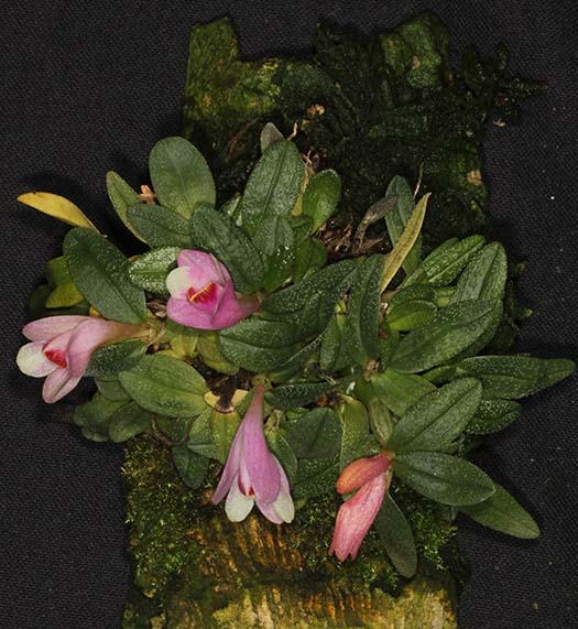 Southern California Orchid Species Society