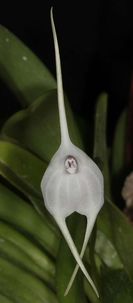 Southern California Orchid Species Society