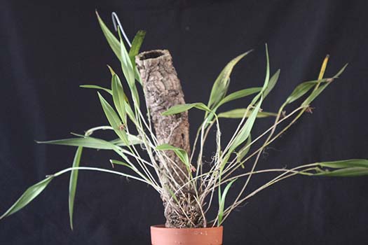 Southern California Orchid Species Society