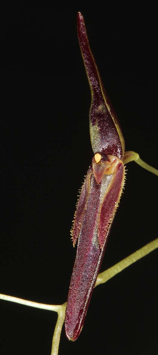 Southern California Orchid Species Society