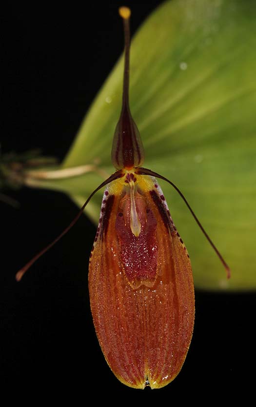 Southern California Orchid Species Society