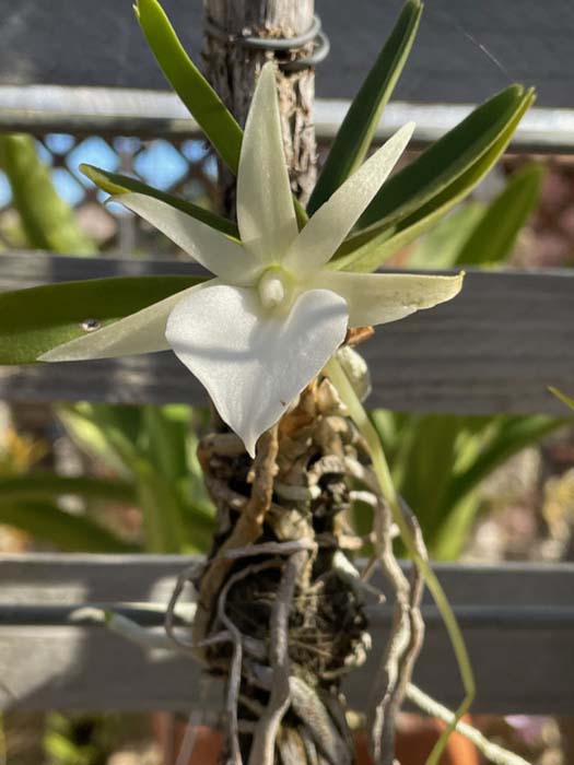 Southern California Orchid Species Society