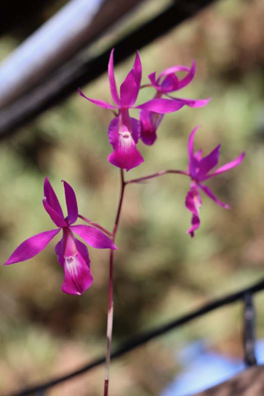 Southern California Orchid Species Society