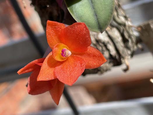 Southern California Orchid Species Society