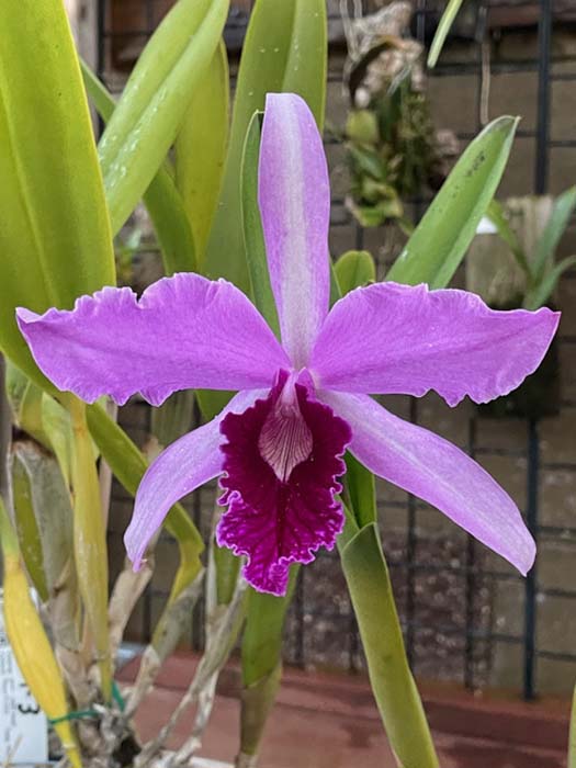 Southern California Orchid Species Society