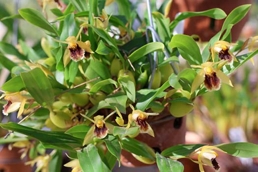 Southern California Orchid Species Society