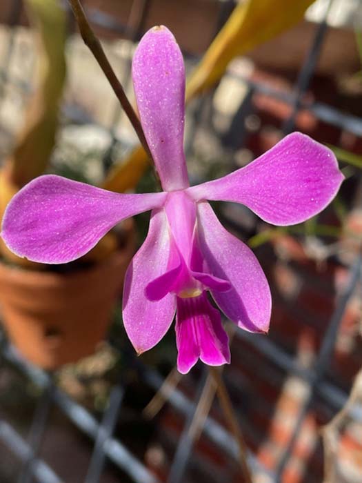 Southern California Orchid Species Society