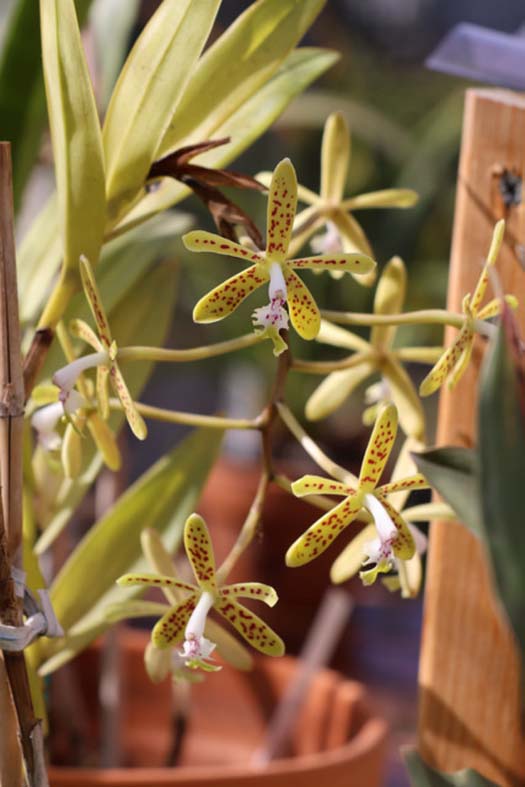 Southern California Orchid Species Society