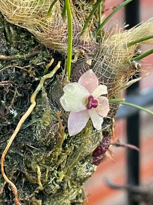 Southern California Orchid Species Society