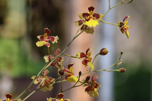 Southern California Orchid Species Society