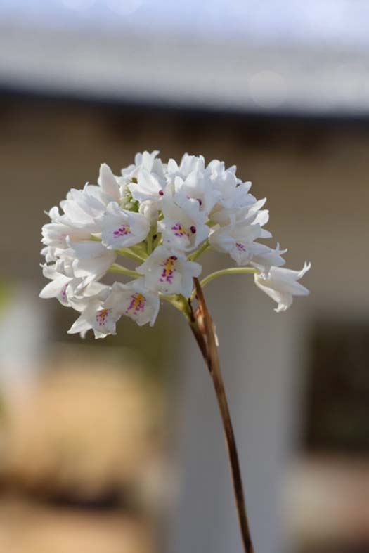 Southern California Orchid Species Society